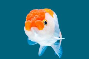 Columnaris Goldfish: Causes, Signs & Treatment - AquariumPub