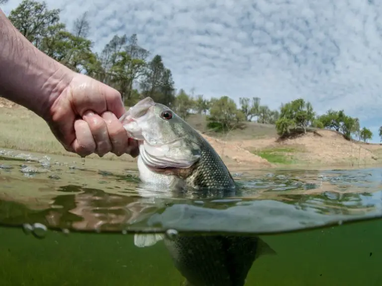 Best Setup For Bass Fishing [The Complete List] - AquariumPub