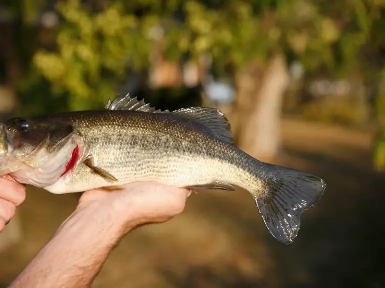 Are Rooster Tails Good For Bass Fishing? 10 Questions Answered ...