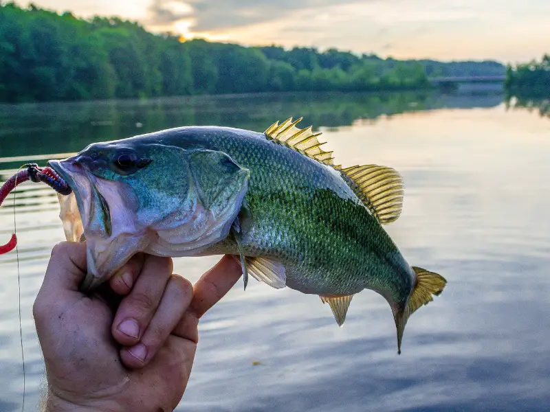 Best Setup For Bass Fishing [The Complete List] - AquariumPub
