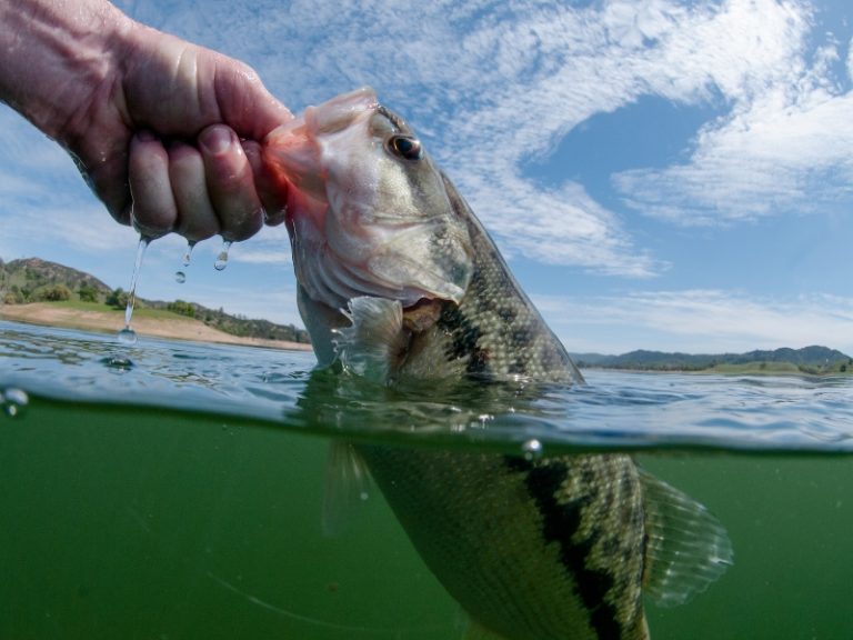 Does Bass Have Teeth? - AquariumPub