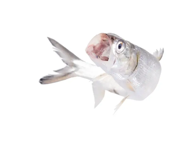 Can You Eat A Ladyfish? - AquariumPub