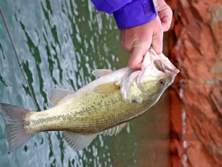 Types Of Bass Fish: Everything You Need To Know - AquariumPub