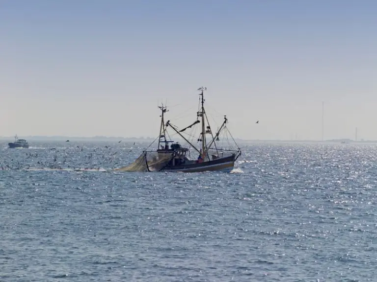 Why Fishing Is Important? - AquariumPub