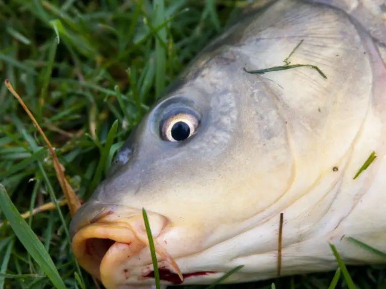 Why Do Fish Flop When They Are Out Of Water? - AquariumPub