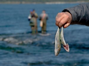 What Is Culling In Fishing? - AquariumPub