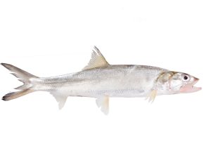 Can You Eat A Ladyfish? - AquariumPub