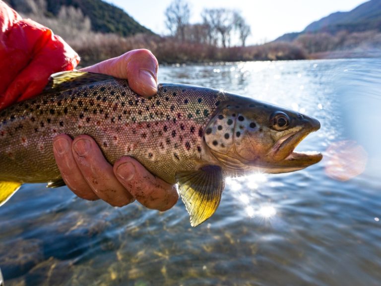 Trout Fishing: 25 Essentials Every Beginner Needs To Know - AquariumPub