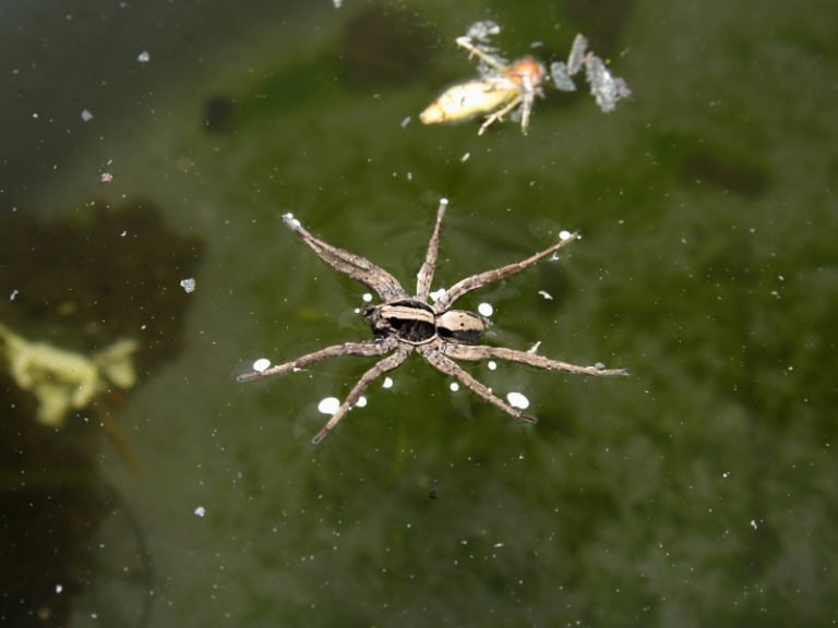 Where Do Fishing Spiders Live? - AquariumPub