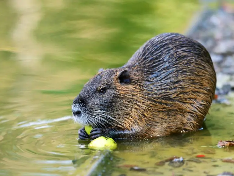 Do Muskrats Eat Fish? - AquariumPub