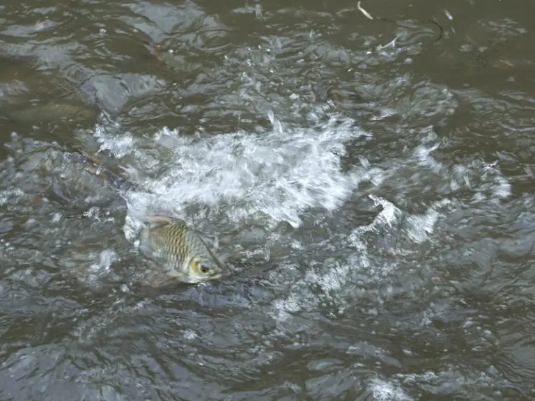 Why Do Fish Flop When They Are Out Of Water? - AquariumPub