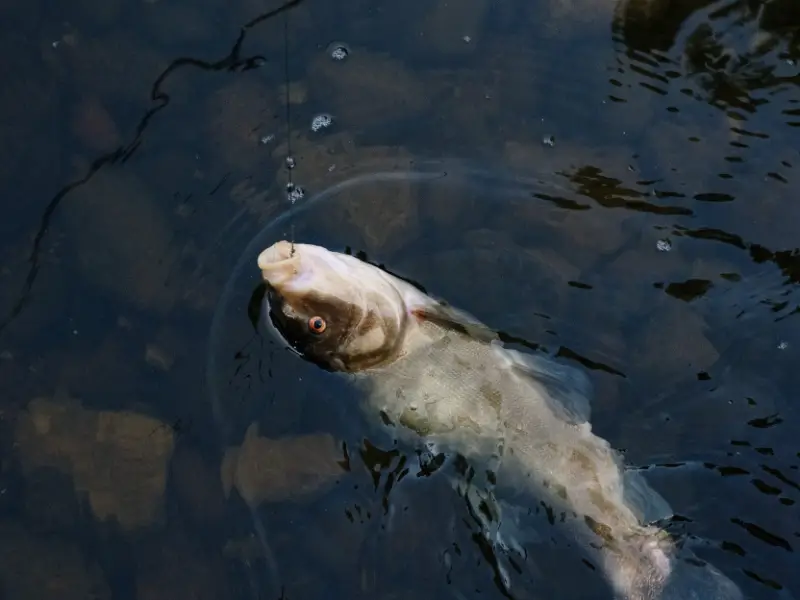 Types Of Bass Fish: Everything You Need To Know - AquariumPub