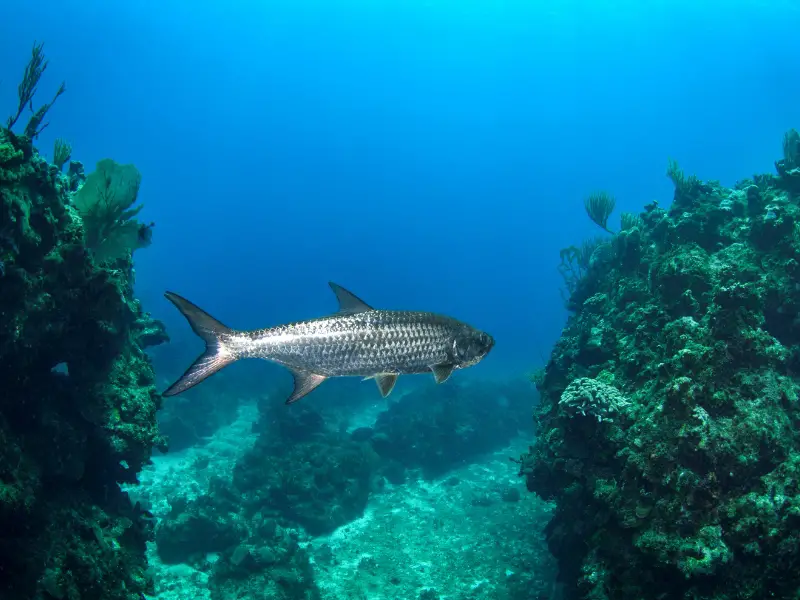 Types Of Fish That You Can Catch In Florida - AquariumPub