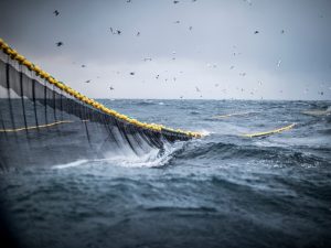 How Do Fishing Nets Work? - AquariumPub
