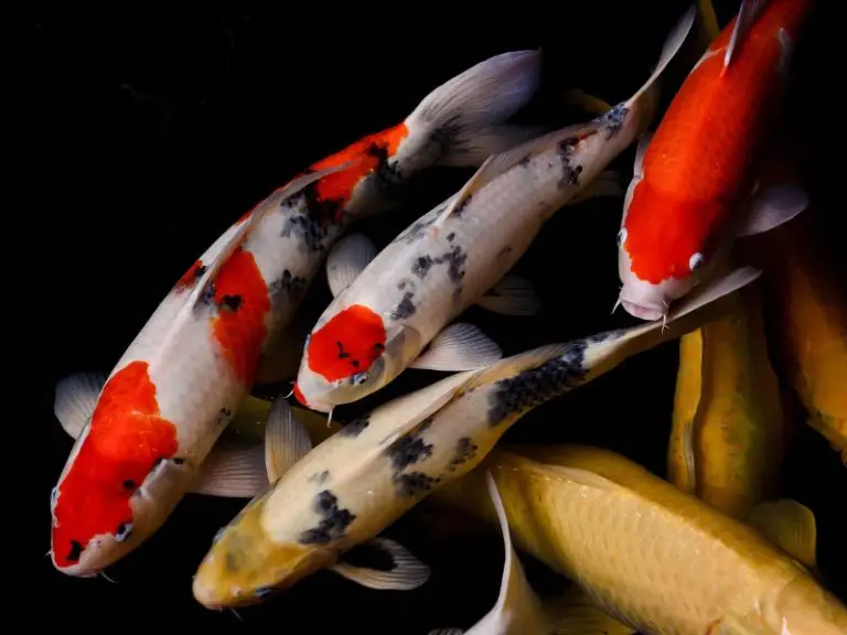 Types Of Koi Fish: A Comprehensive Guide - AquariumPub