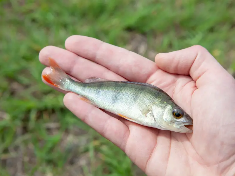 What Is Culling In Fishing? - AquariumPub