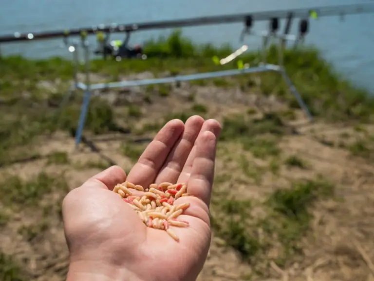 Where Can I Buy Worms For Fishing? - AquariumPub