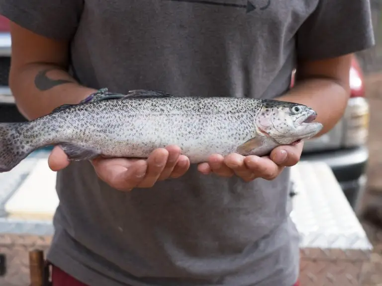 What Is Culling In Fishing? - AquariumPub