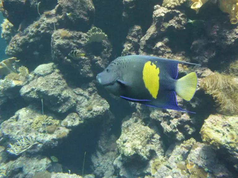 10 Types Of The Most Popular Types Of Saltwater Fish - AquariumPub