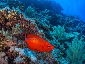Types Of Red Fish - AquariumPub