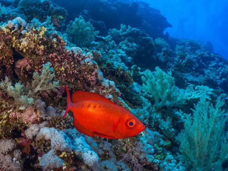 types-of-red-fish-aquariumpub