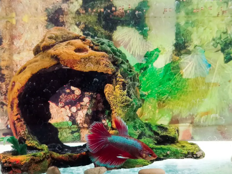 Can You Put Two Female Betta Fish Together? - AquariumPub