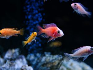Can Fish See In The Dark? - Everything You Need To Know - AquariumPub