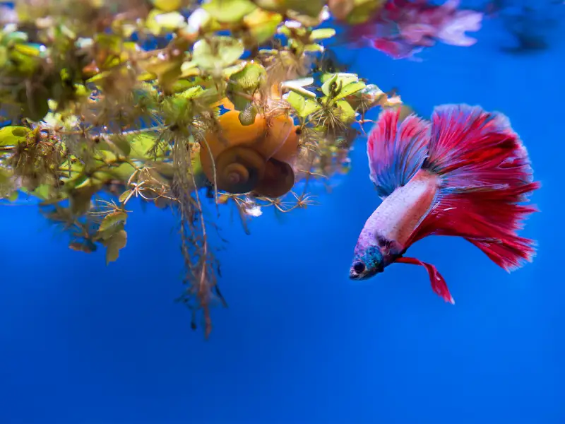 Swim Bladder Disease In Betta: Symptoms And Treatment - AquariumPub