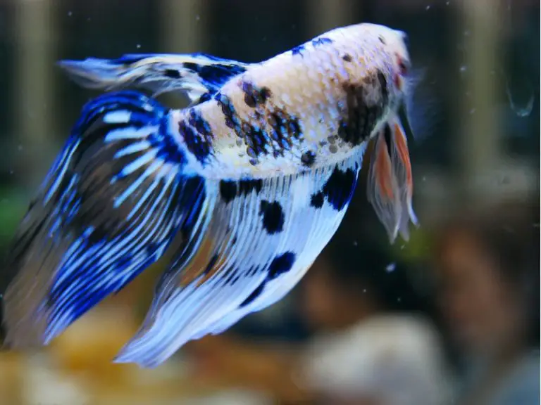 Swim Bladder Disease In Betta: Symptoms And Treatment - AquariumPub