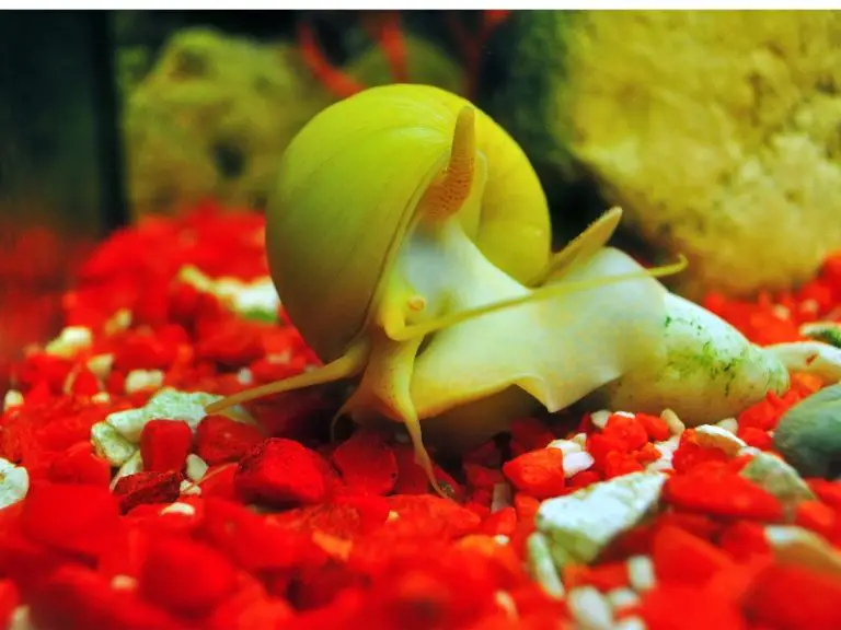 Gold Inca Snail Care Guide - AquariumPub