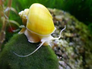 Gold Inca Snail Care Guide - AquariumPub