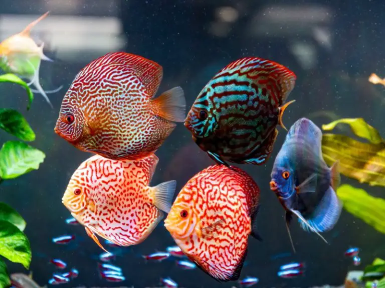 How Long Can A Fish Live With Swim Bladder Disease? - AquariumPub