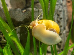 Do Snails Have Teeth? Uncovering The Truth! - AquariumPub