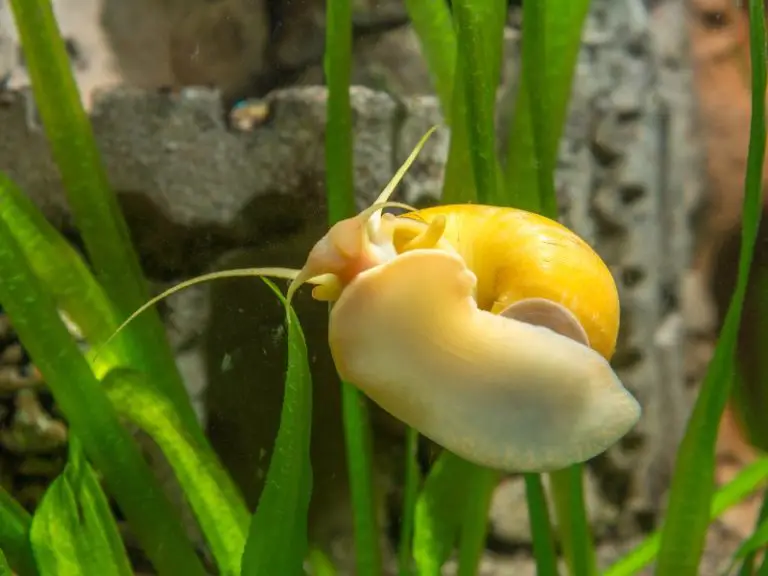 Do Snails Have Teeth? Uncovering The Truth! - AquariumPub