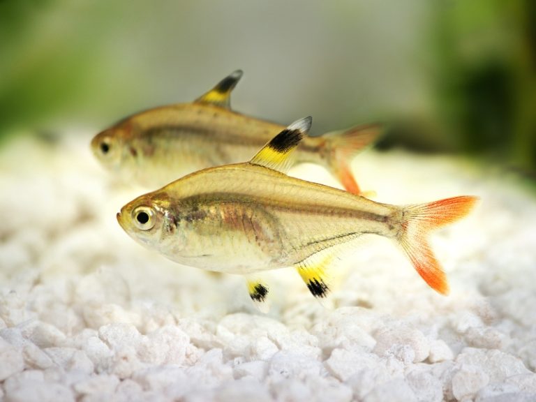 Why Is My Fish Swimming Sideways? Causes And Treatment - AquariumPub