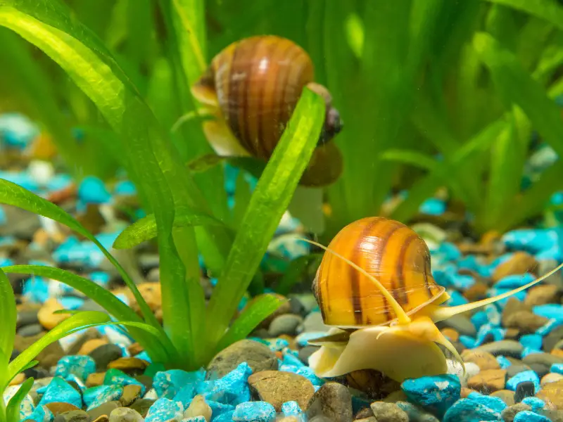 What Eats Snails: Unraveling Nature's Mollusk Munchers - AquariumPub