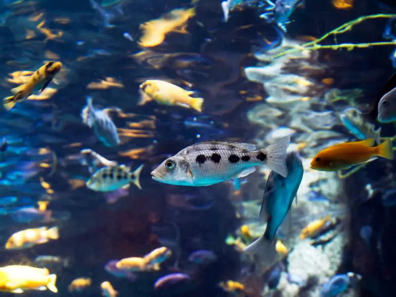 White Spot On Fish: Identifying And Treating Ich - AquariumPub