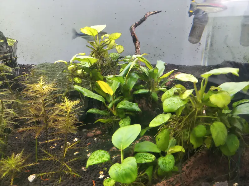 Anubias Aquarium Plant: Guide To Growing, Caring, & Planting Anubias ...
