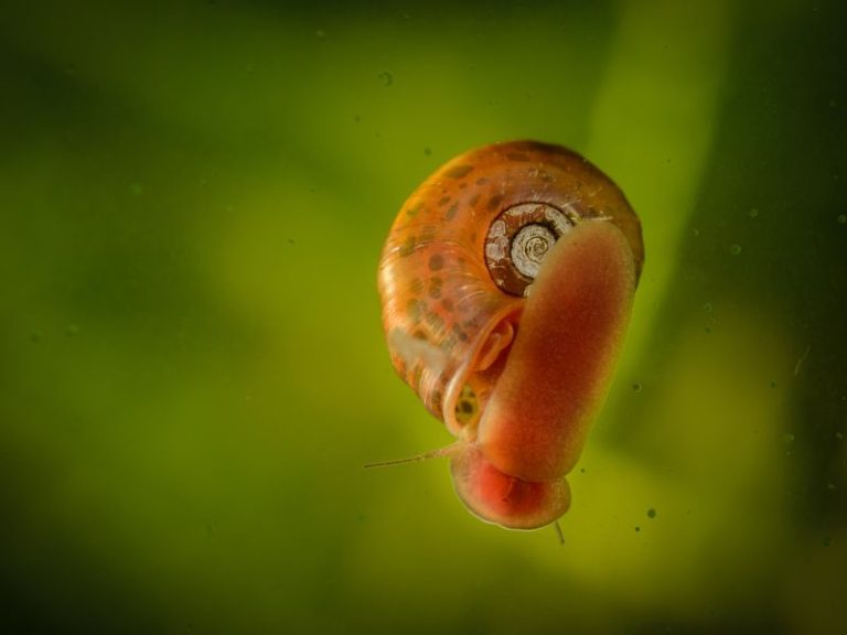 Types Of Snails: Discover Their Amazing Diversity! - AquariumPub