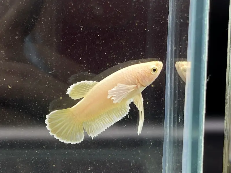 Healthy Betta Fish Vs Unhealthy: 8 Ways To Tell If A Betta Fish Is Sick ...