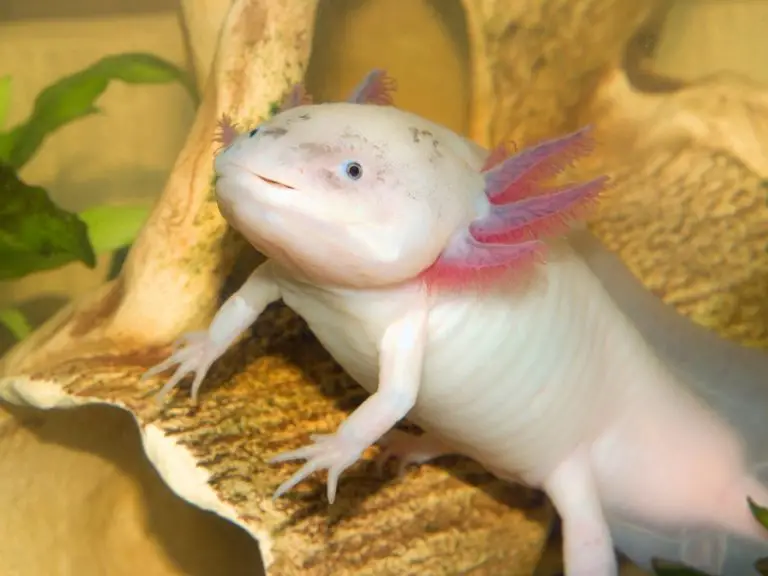 Are Axolotls Freshwater? A Clear Answer To Your Question - AquariumPub