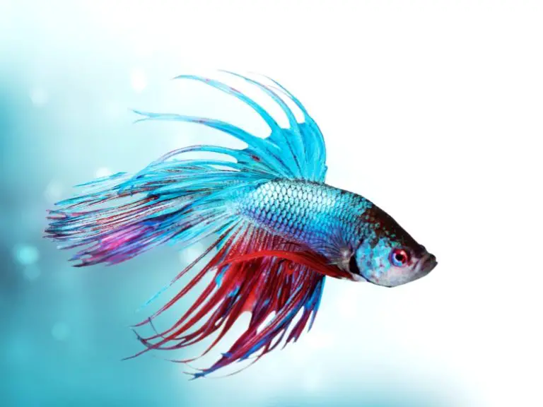 Betta Fin Rot Treatment: How To Cure And Prevent Fin Rot In Betta Fish ...