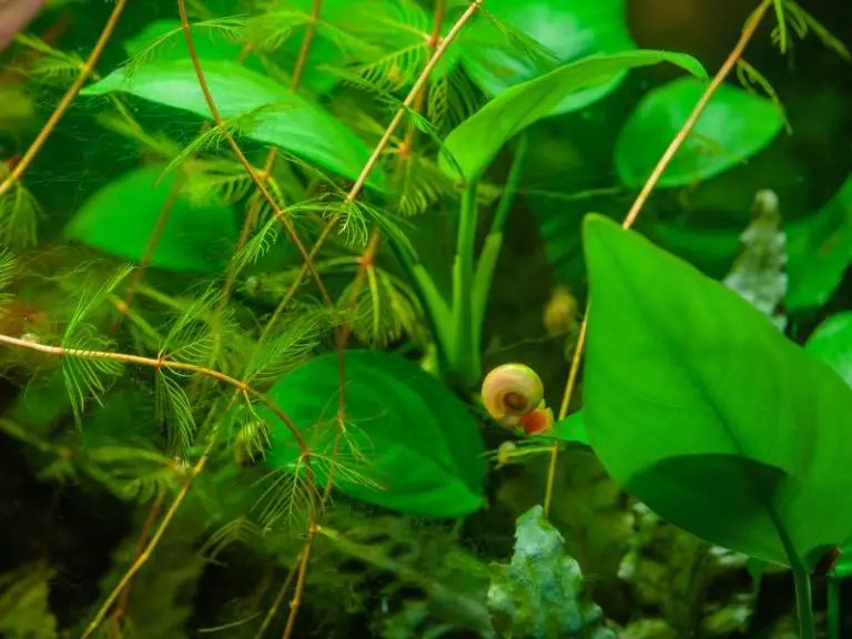 How To Tell If A Snail Is Dead: Simple Tips And Tricks - AquariumPub