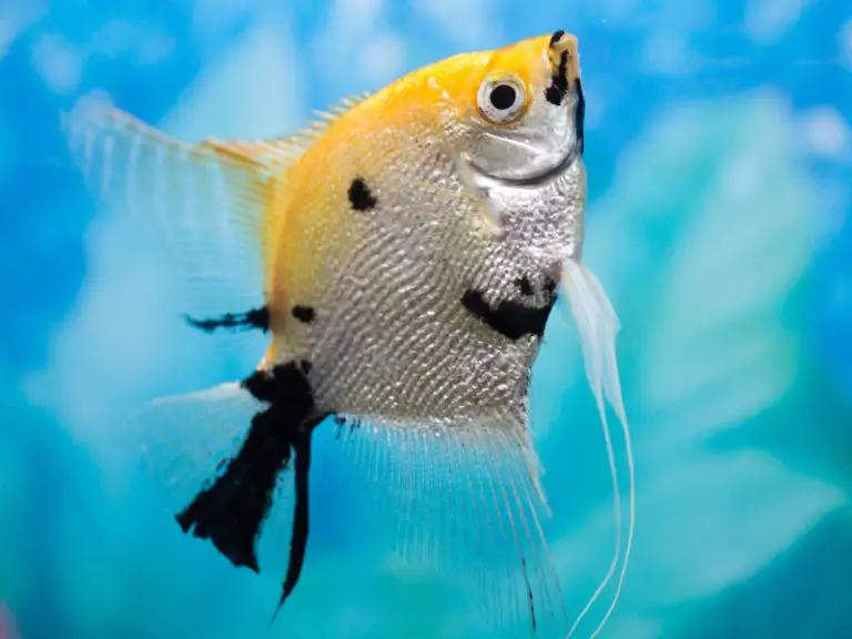 Fish Staying At Top Of Tank: Tips To Address The Issue - AquariumPub