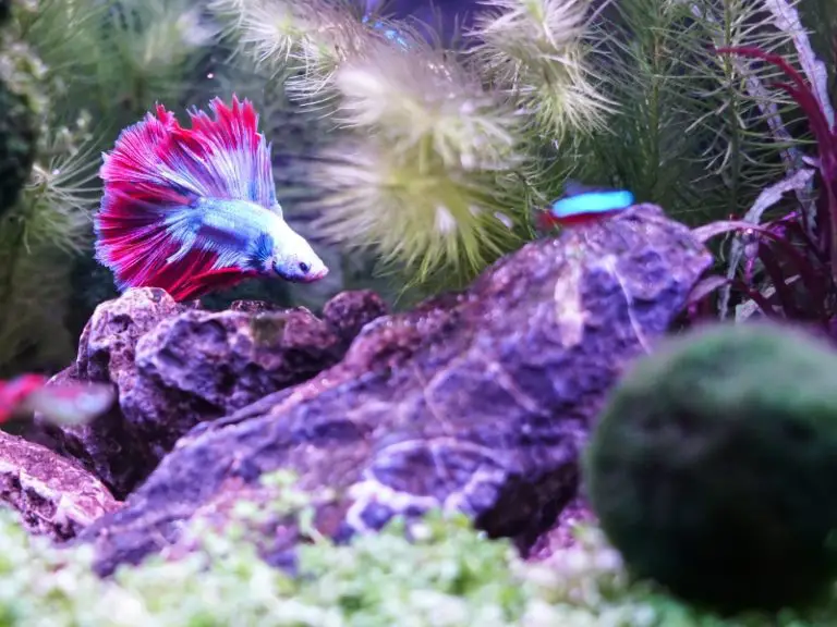 Betta Fish Poop: What You Need To Know - AquariumPub