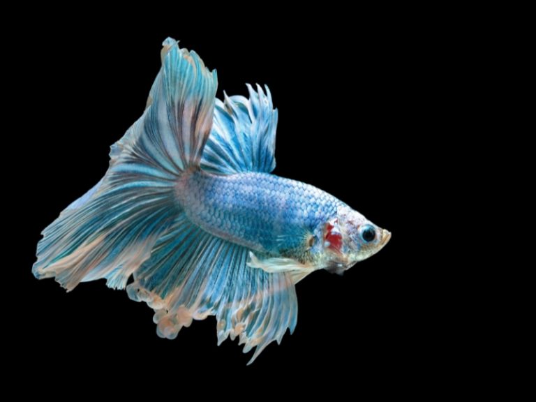 Twintail Halfmoon Betta: Characteristics And Care - AquariumPub