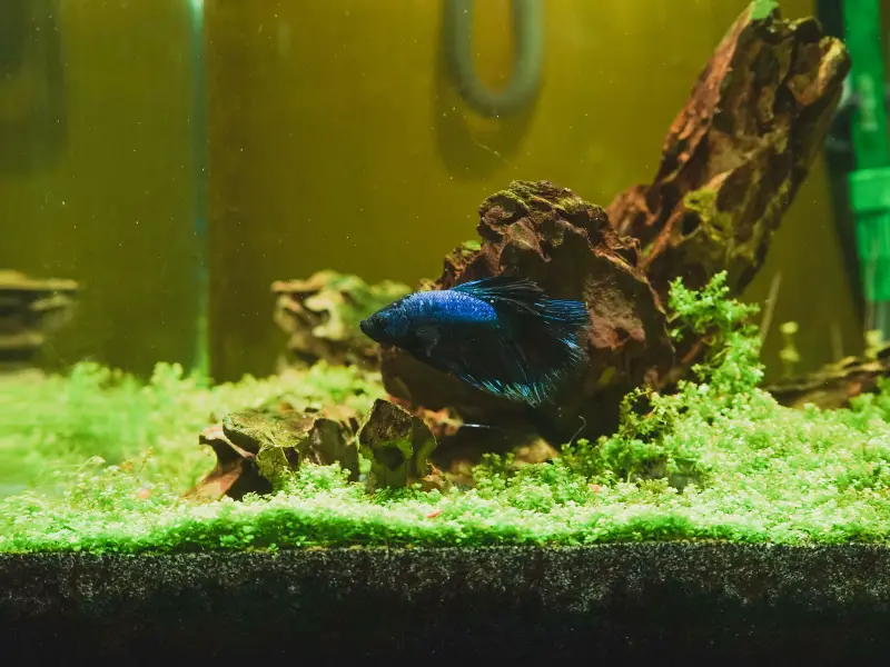 Will A Betta Fish Kill A Goldfish? Understanding Compatibility Between ...
