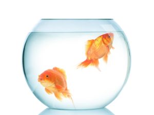 Fish That Can Live In A Bowl: A Guide To Low-Maintenance Fishkeeping ...