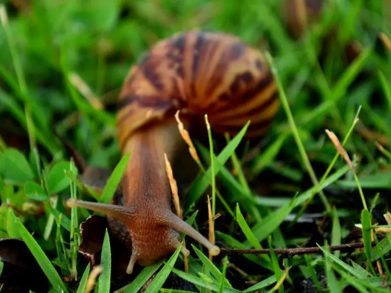 How Fast Does A Snail Move? A Comprehensive Look At Snail Speeds ...