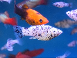 Mollies And Guppies: A Comprehensive Guide To Keeping Them Together ...